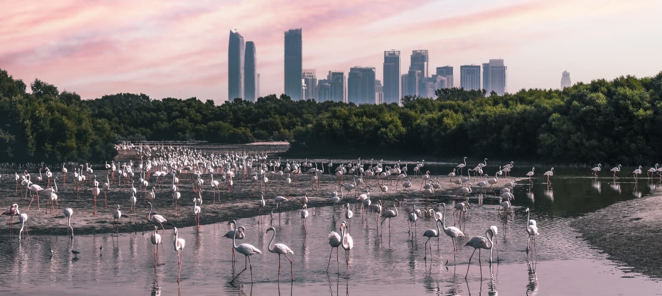 Dubai to Expand Ras Al Khor Wildlife Sanctuary | Eco-Friendly Real ...